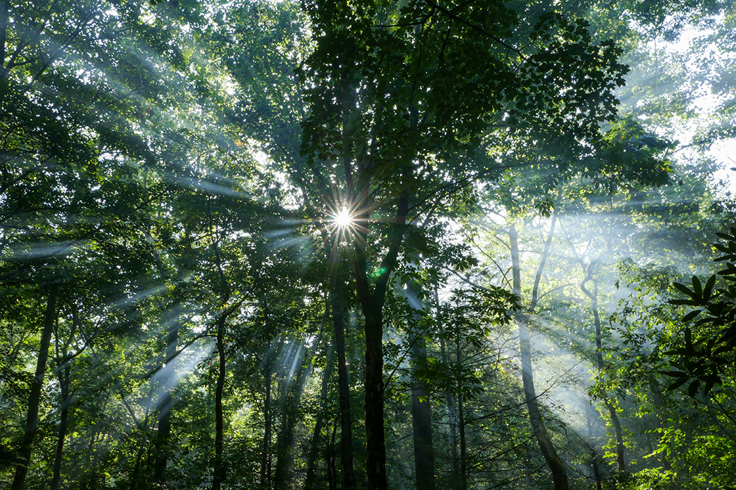 Luci Westphal Goes Biophilic - The Artisan Magazine